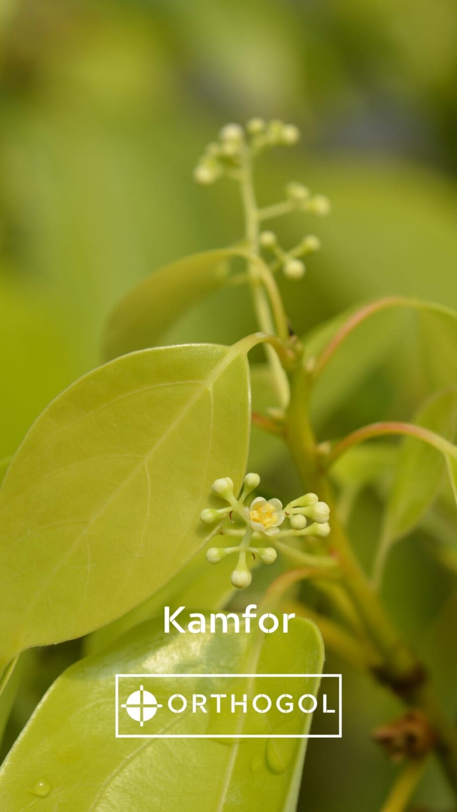 Kamfor – Camphor – Šta je i za šta se koristi